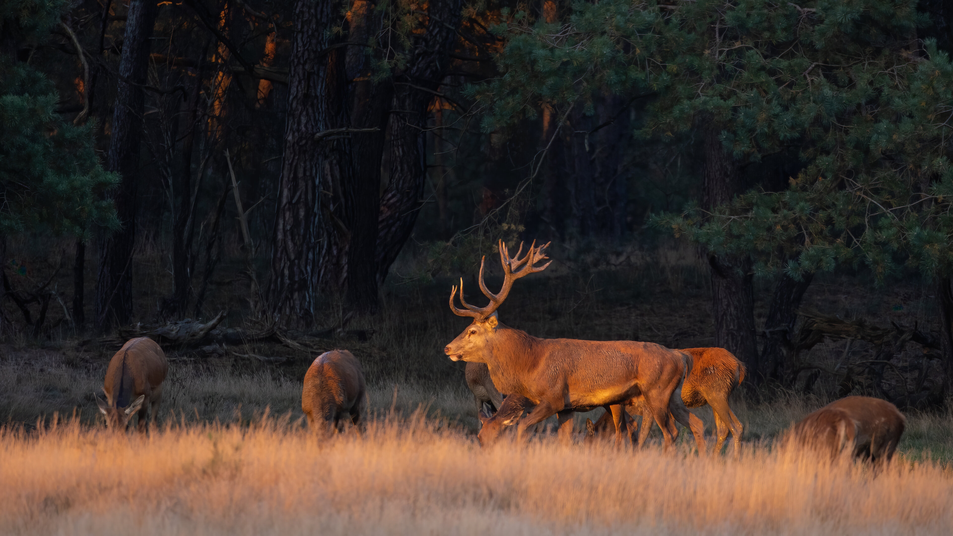 Jelen v říji | Správa myslivosti